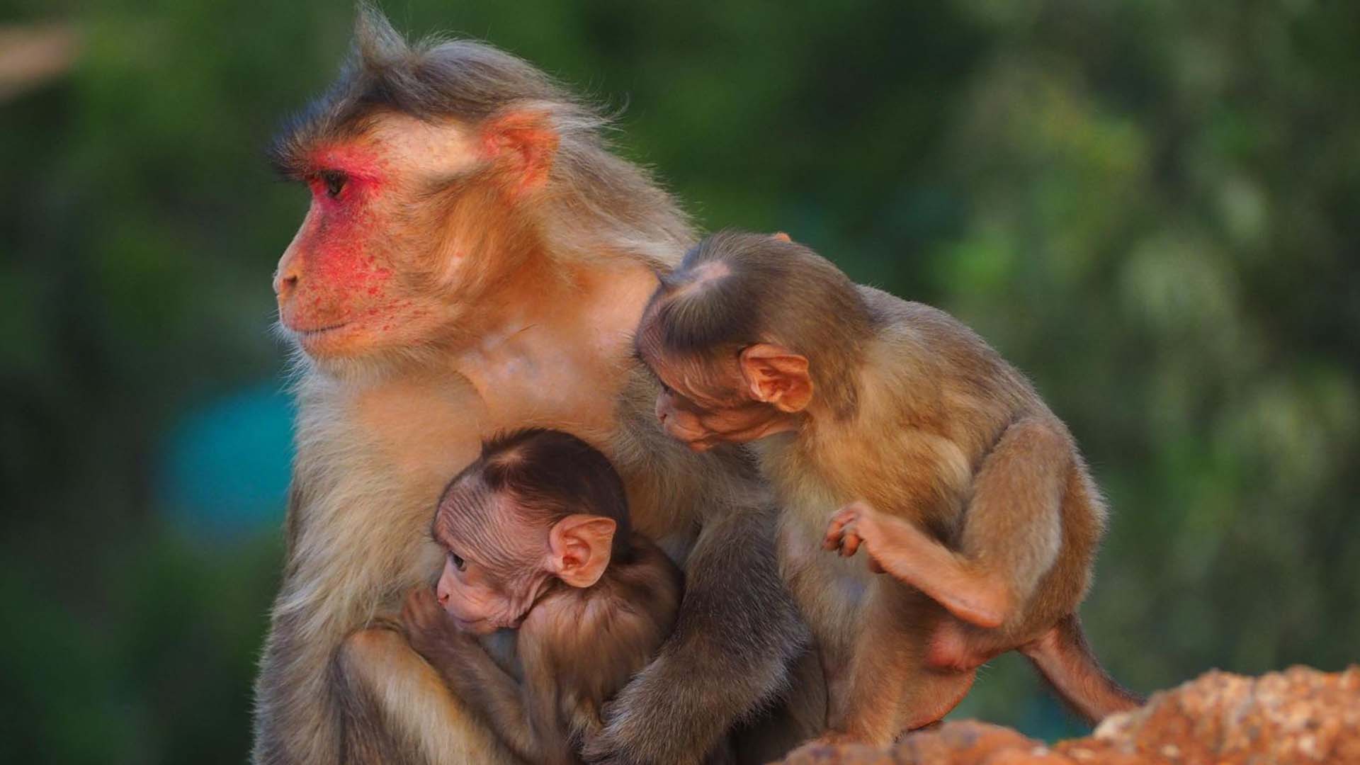 Female mammals show greater longevity across species data - Eljazair Daily